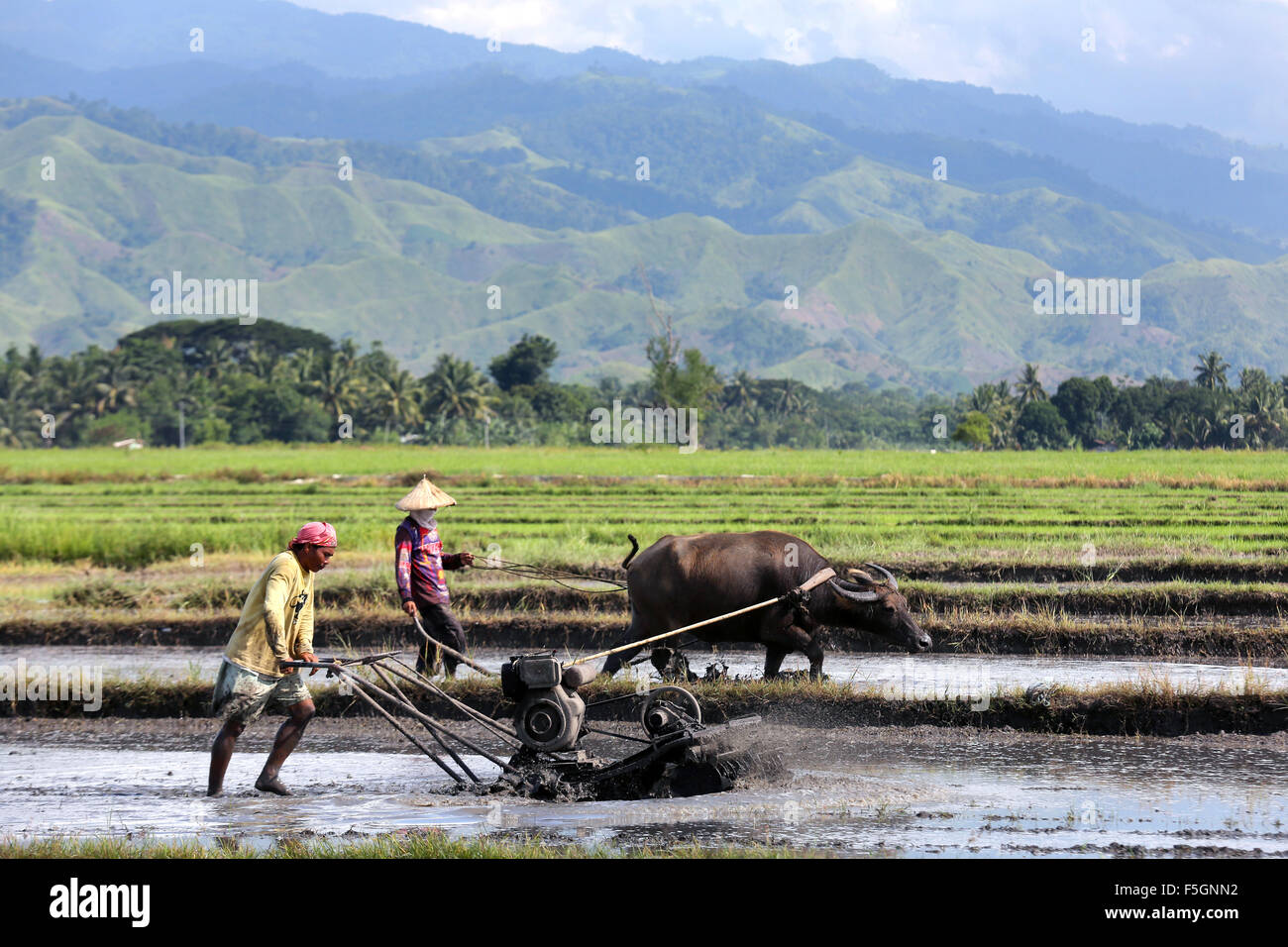 Les hommes avec de l'eau moteur charrue et Buffalo le labour et la ...