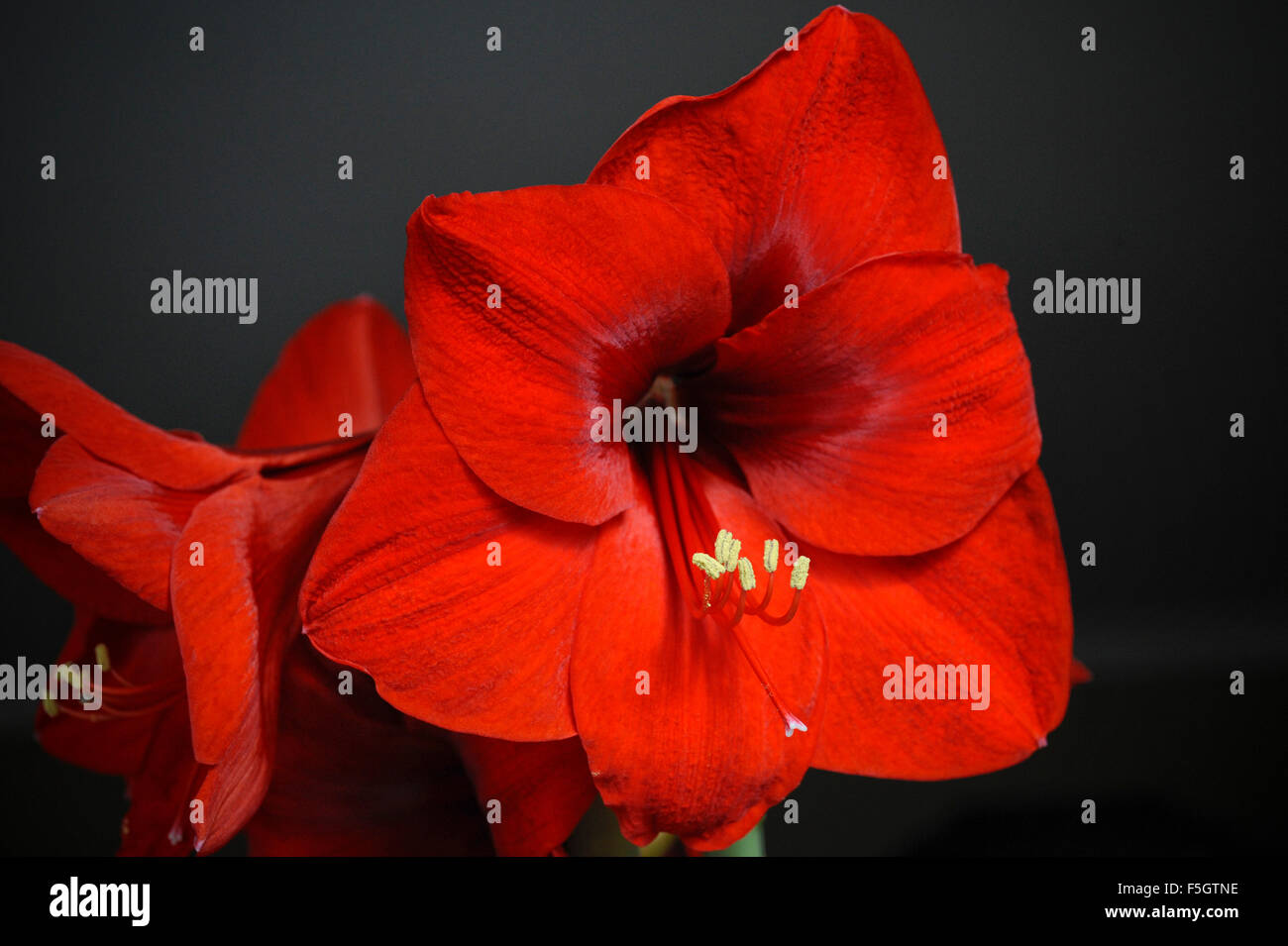 Amaryllis flower Banque de photographies et d’images à haute résolution ...