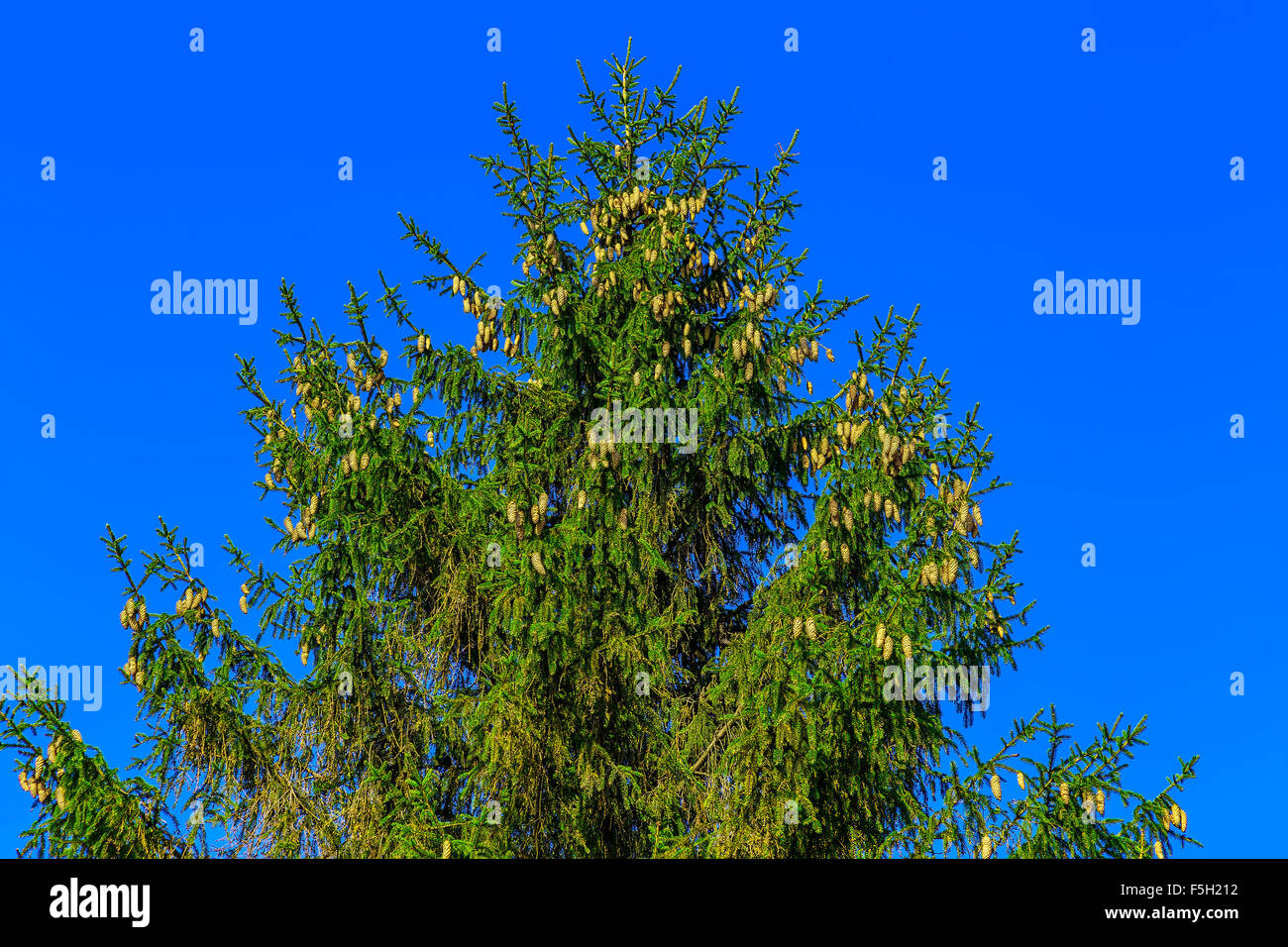 Arbre avec fond de ciel bleu Banque de photographies et d’images à haute résolution - Alamy