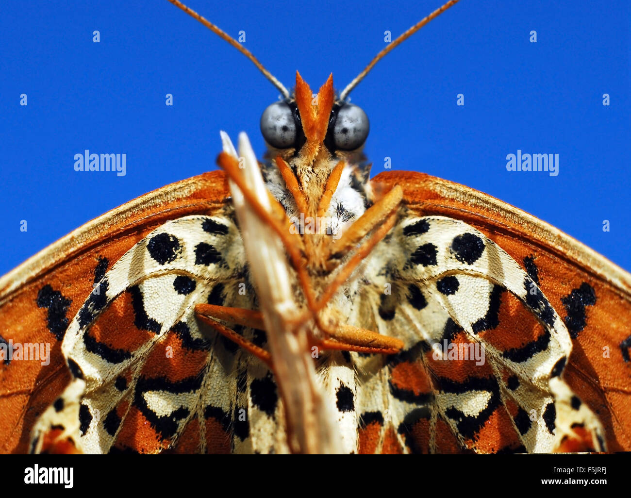 Papillon vue de face Banque de photographies et d’images à haute ...