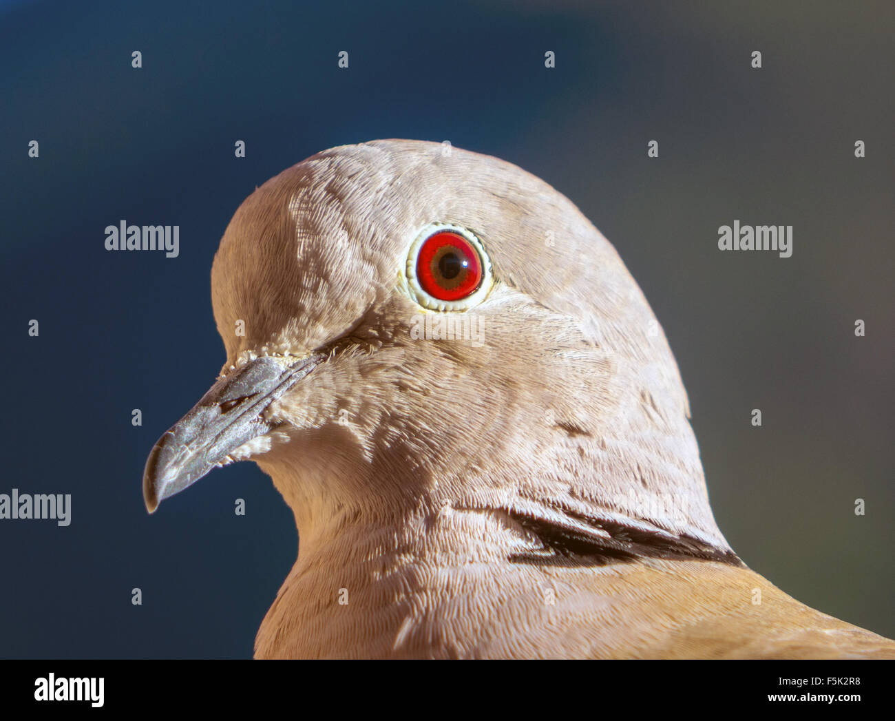 Pigeon rouge Banque de photographies et d’images à haute résolution - Alamy