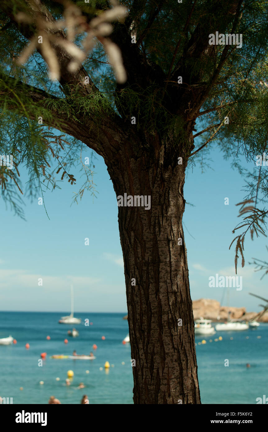 Arbre et mer Banque de photographies et d’images à haute résolution - Alamy