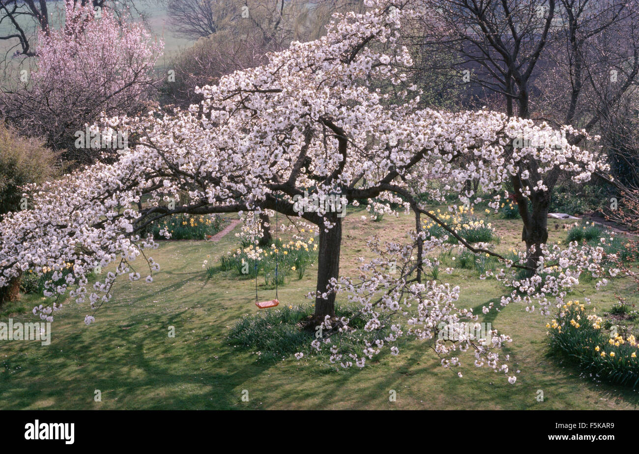 Prunus tree Banque de photographies et d’images à haute résolution - Alamy