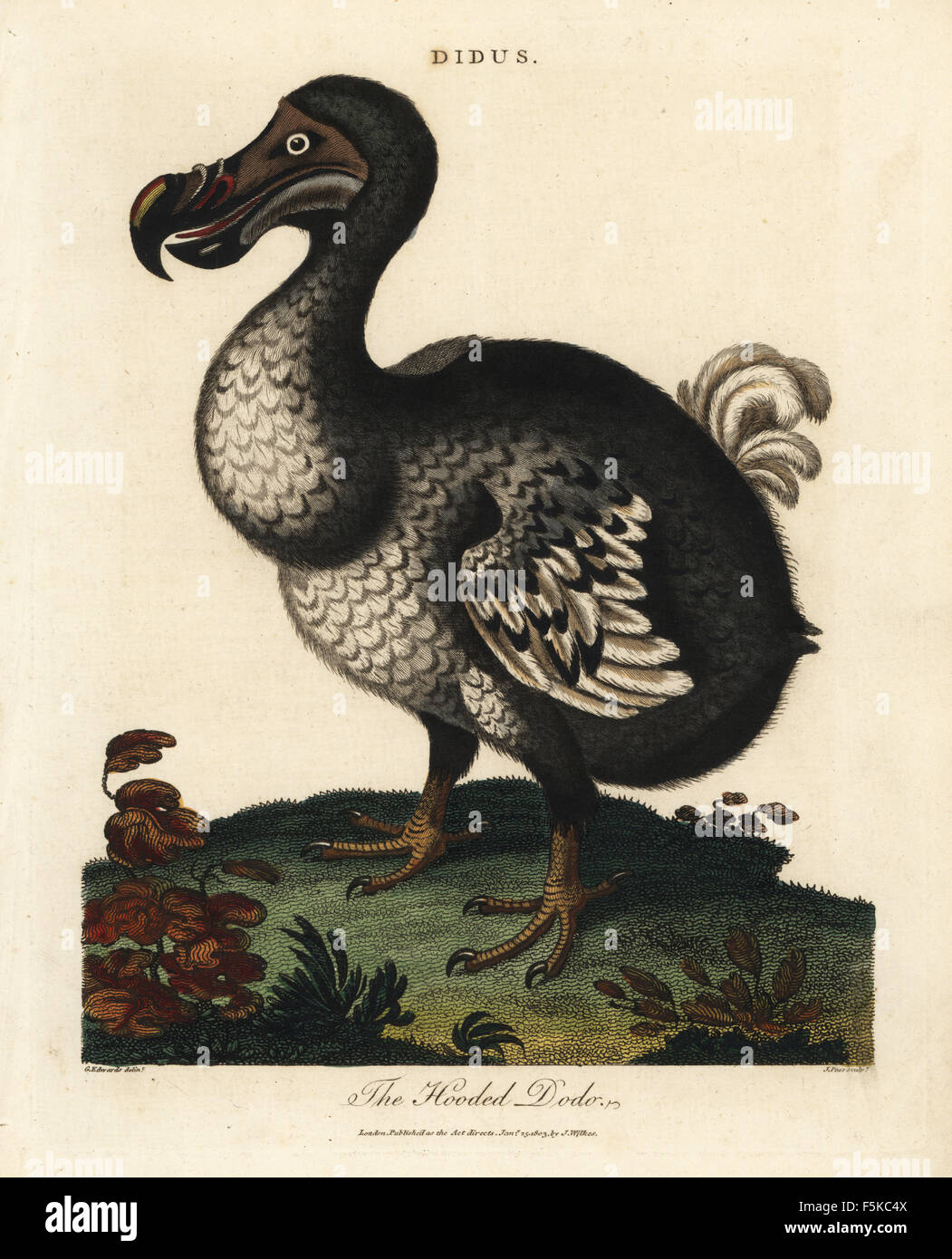 L'oiseau Dodo Banque d'image et photos - Alamy