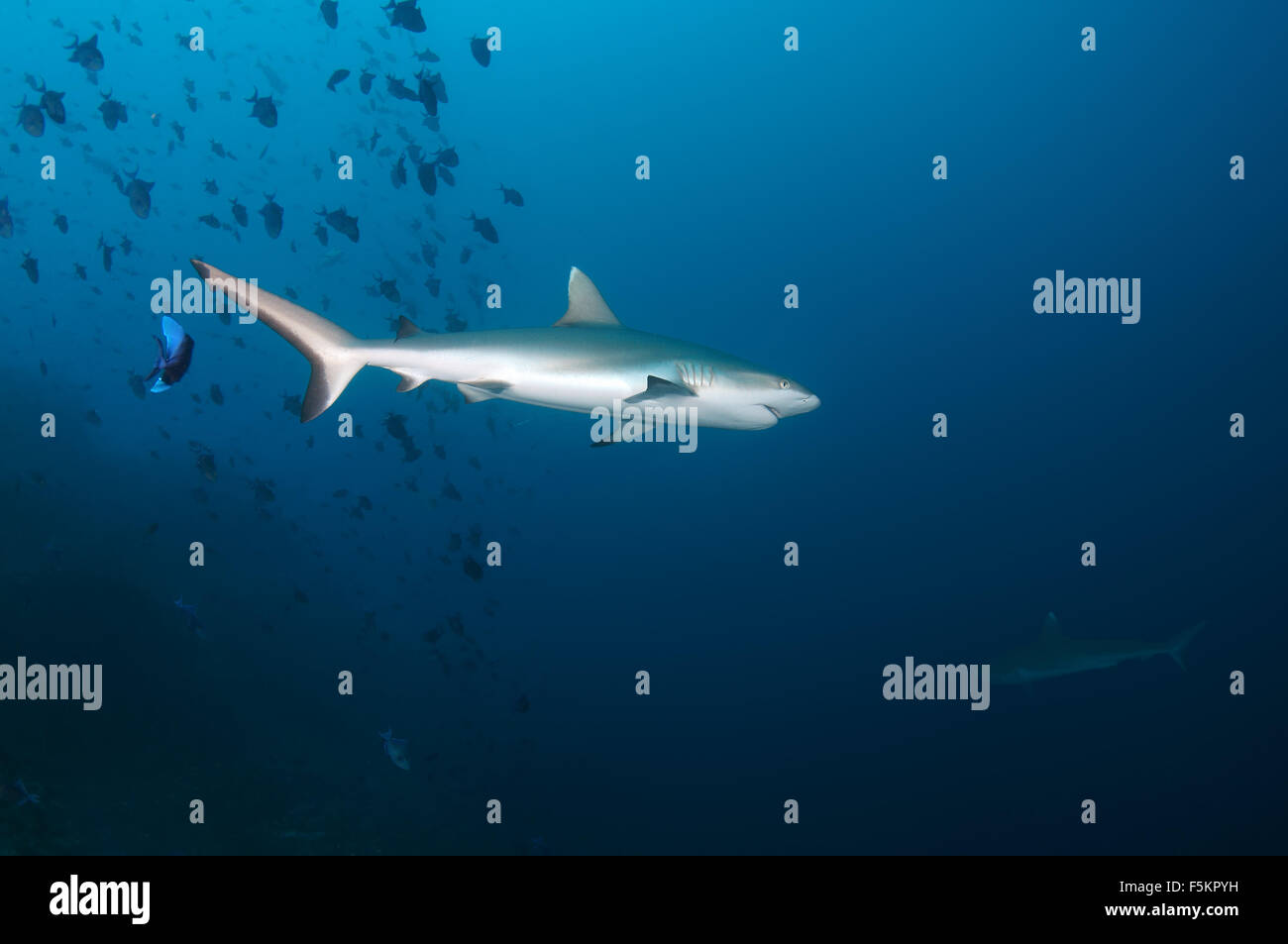 Requin gris de récif Banque de photographies et d’images à haute ...