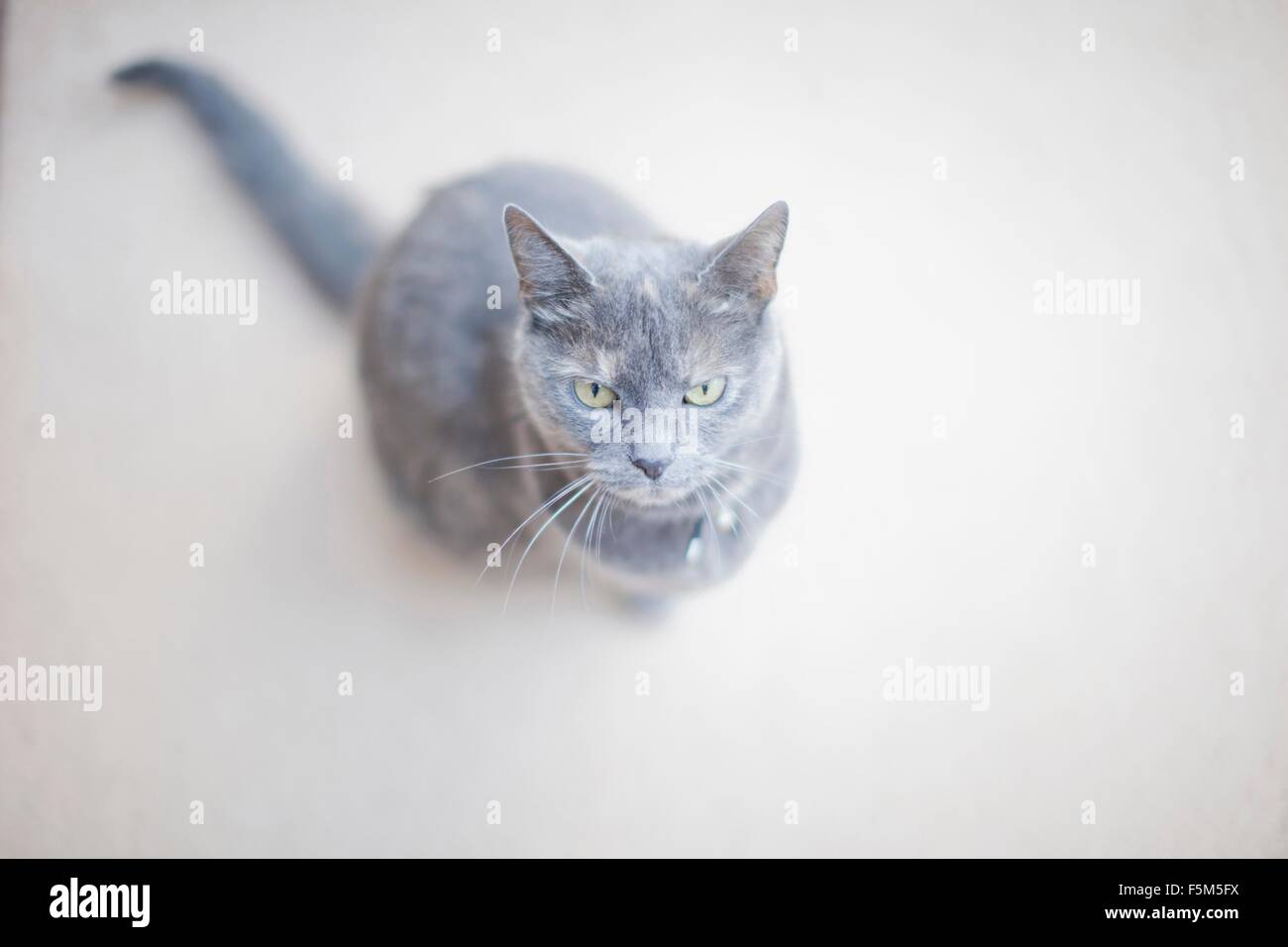 Chat gris Banque de photographies et d’images à haute résolution - Alamy