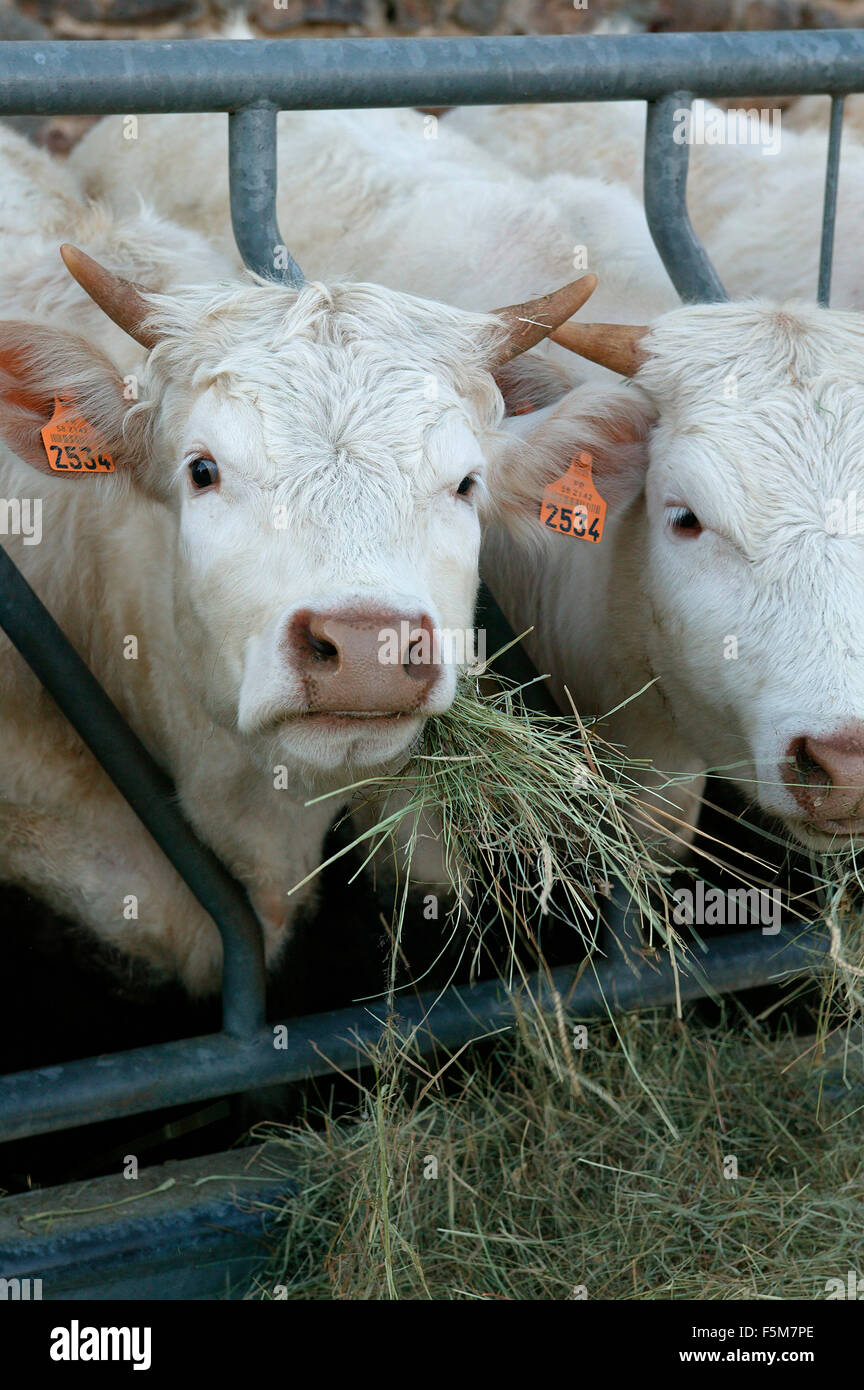 Charolais domestic cattle eating hay Banque de photographies et d ...