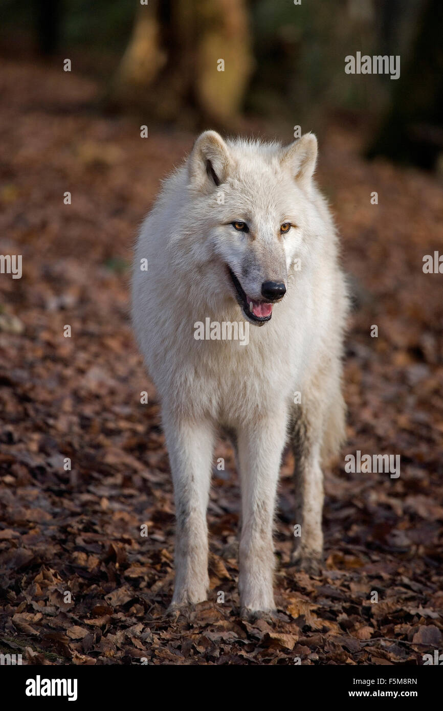 Loup arctique canis lupus tundrarum Banque de photographies et d’images ...