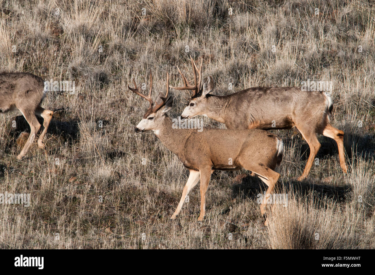 Cerf mulet odocoileus hemionus bucks Banque de photographies et d ...