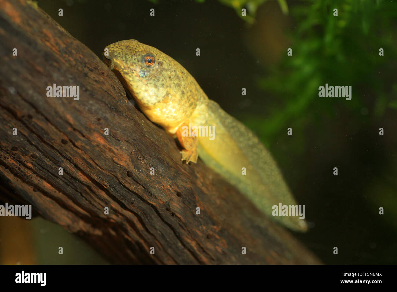 Grenouille ouaouaron Banque de photographies et d’images à haute ...