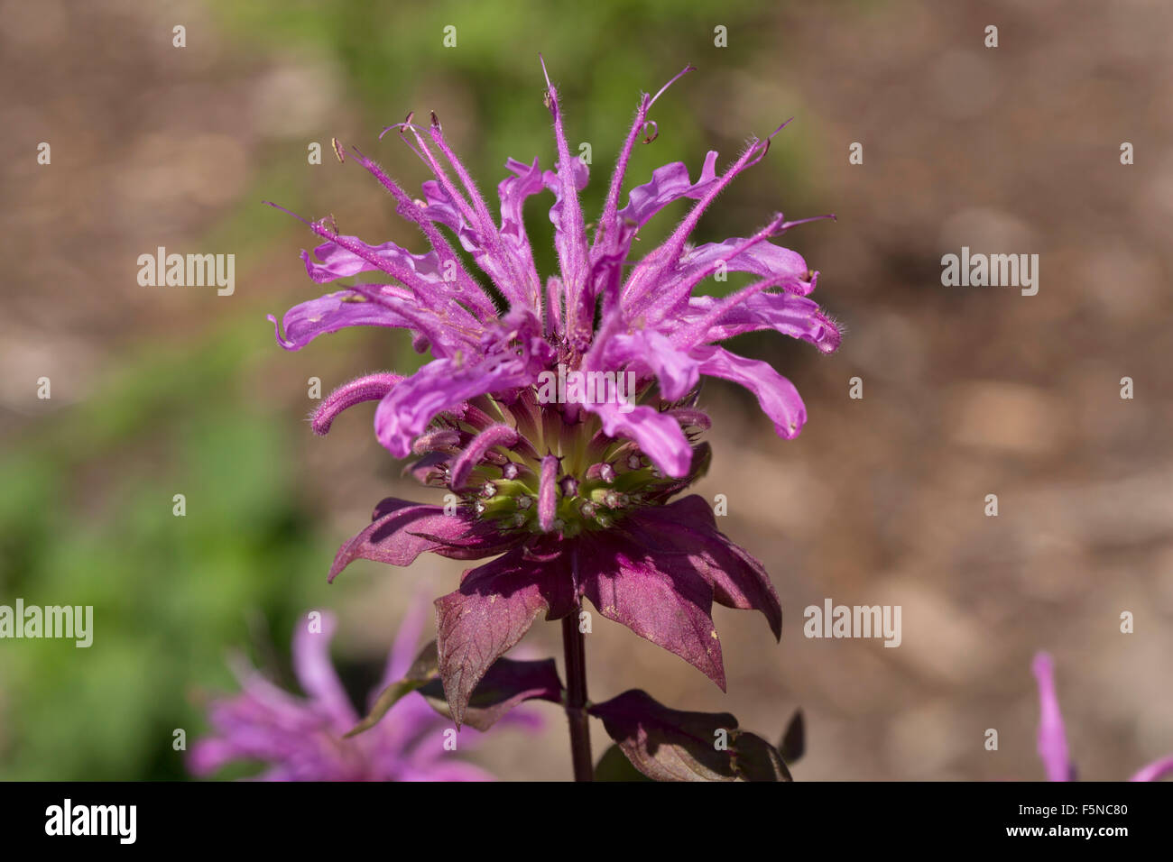 Monarda fistulosa Banque de photographies et d’images à haute ...