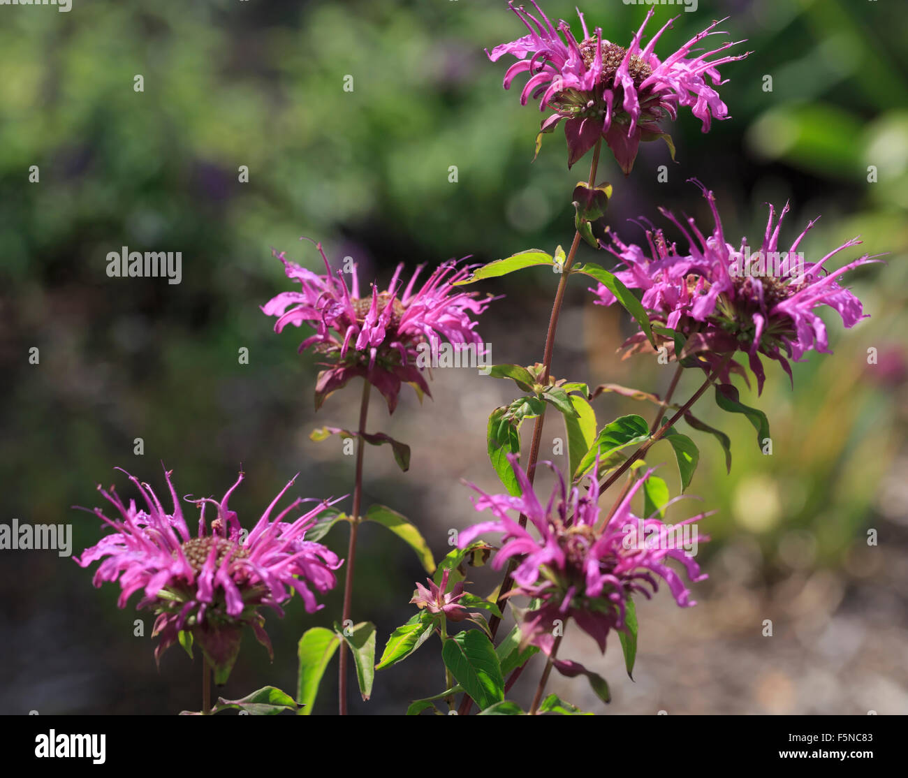 Monarda fistulosa Banque de photographies et d’images à haute ...