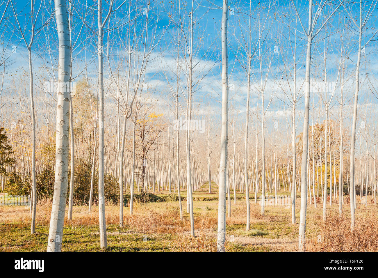Bosquet d'automne Banque de photographies et d’images à haute ...