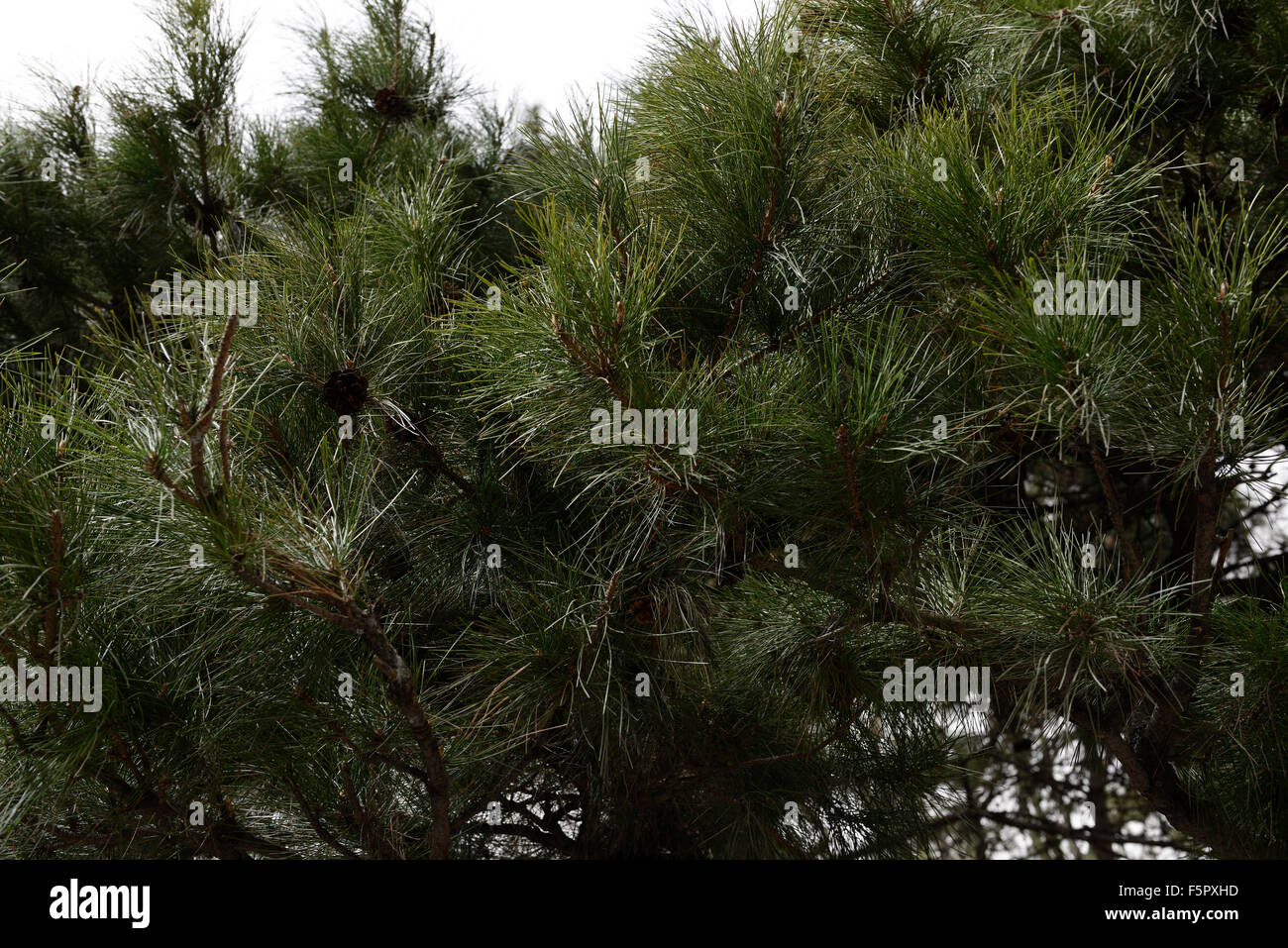 Pinus tabulaeformis Carr Chinois du Sud Pin gris Pin rouge arbre à ...