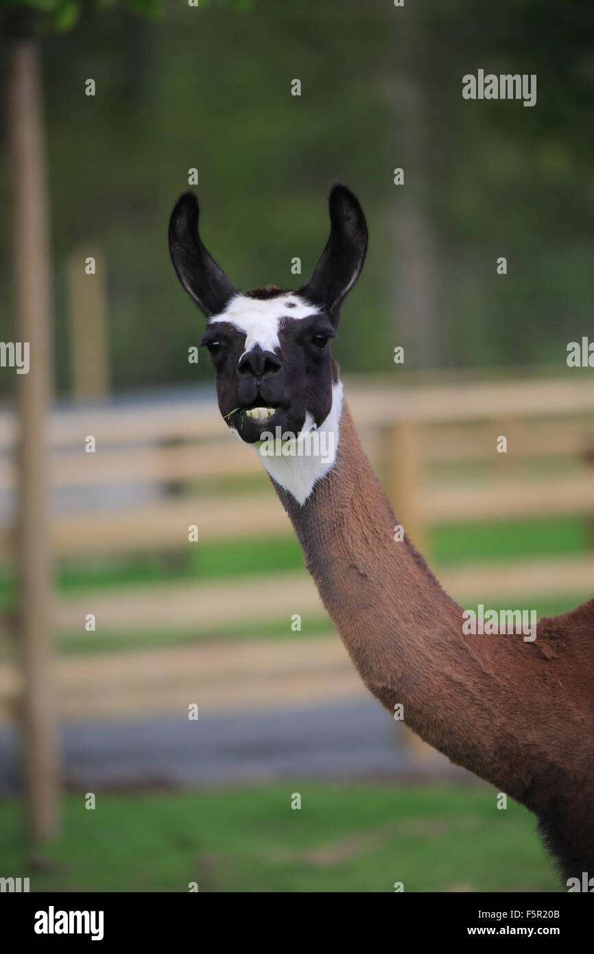 Lama teeth Banque de photographies et d’images à haute résolution - Alamy