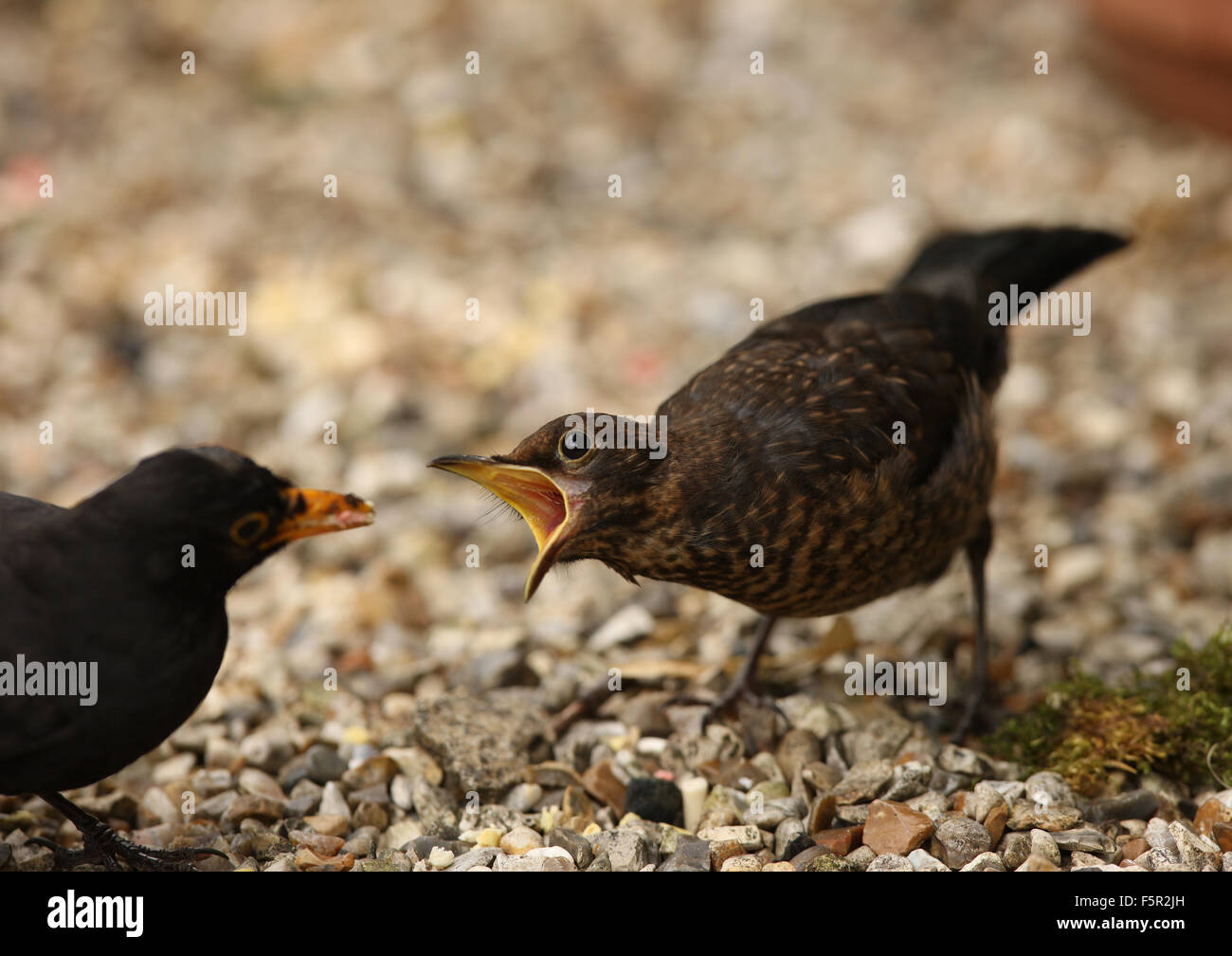 Jeune merle noir nourri Banque de photographies et d’images à haute ...