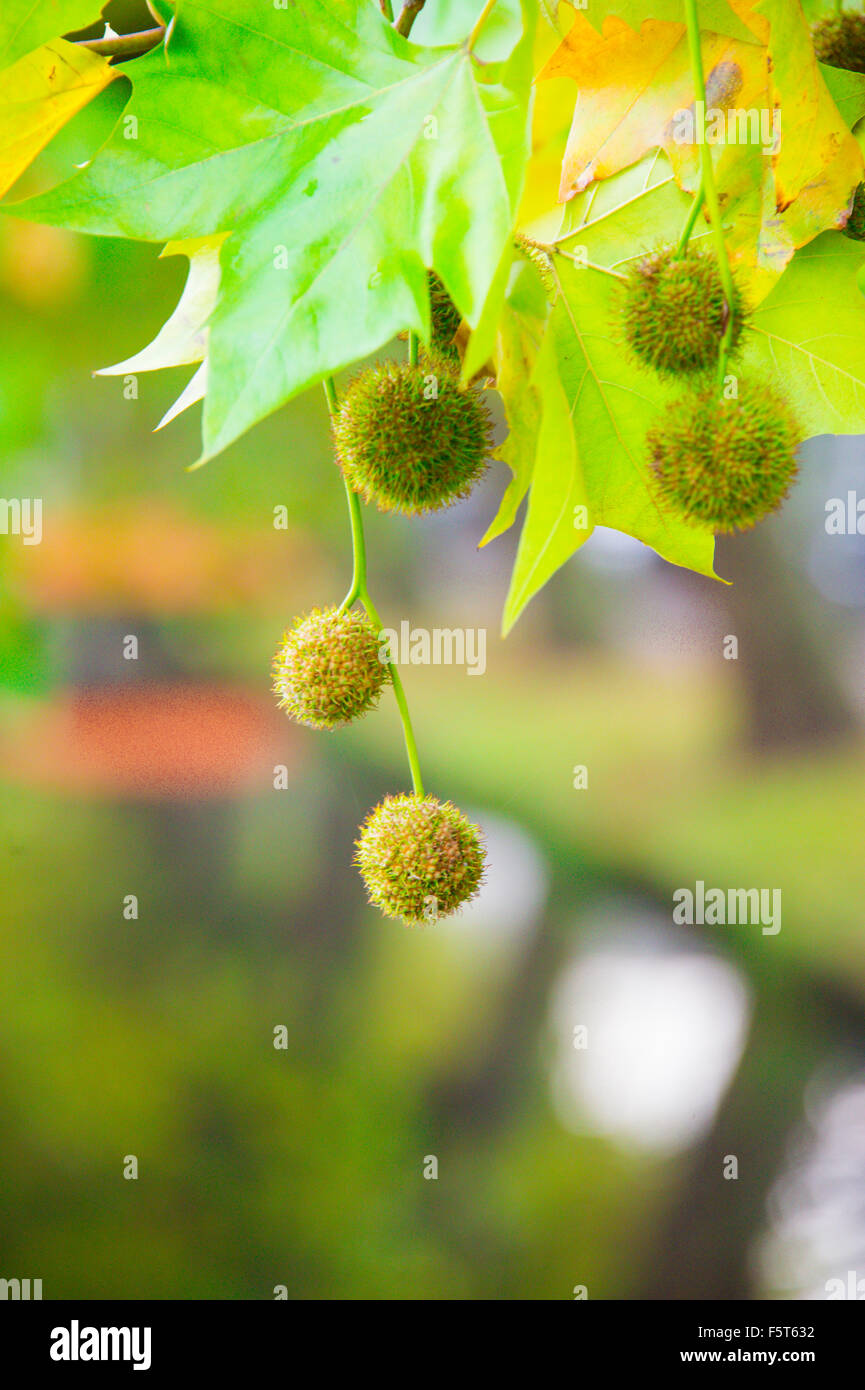 Le fruit de l'érable sycomore (P.occidentalis) érable avec balles qui ...