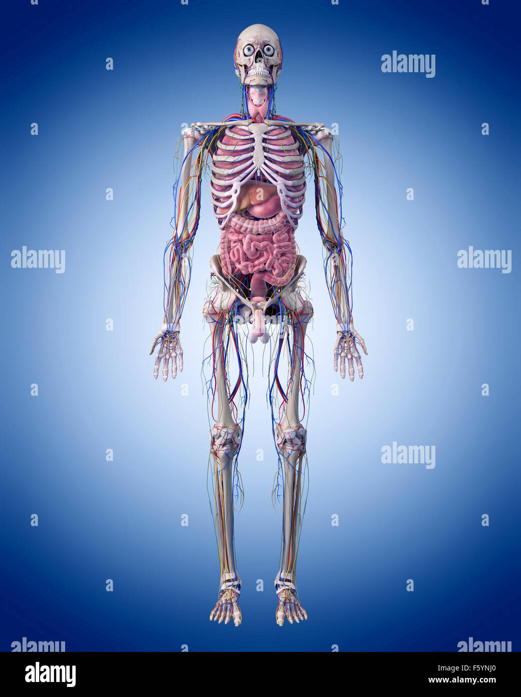 Corps humain anatomie Banque de photographies et d’images à haute ...
