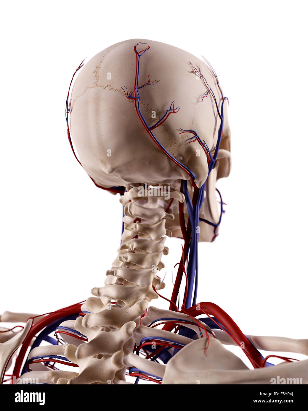 Vaisseaux sanguins du cou Banque de photographies et d’images à haute ...