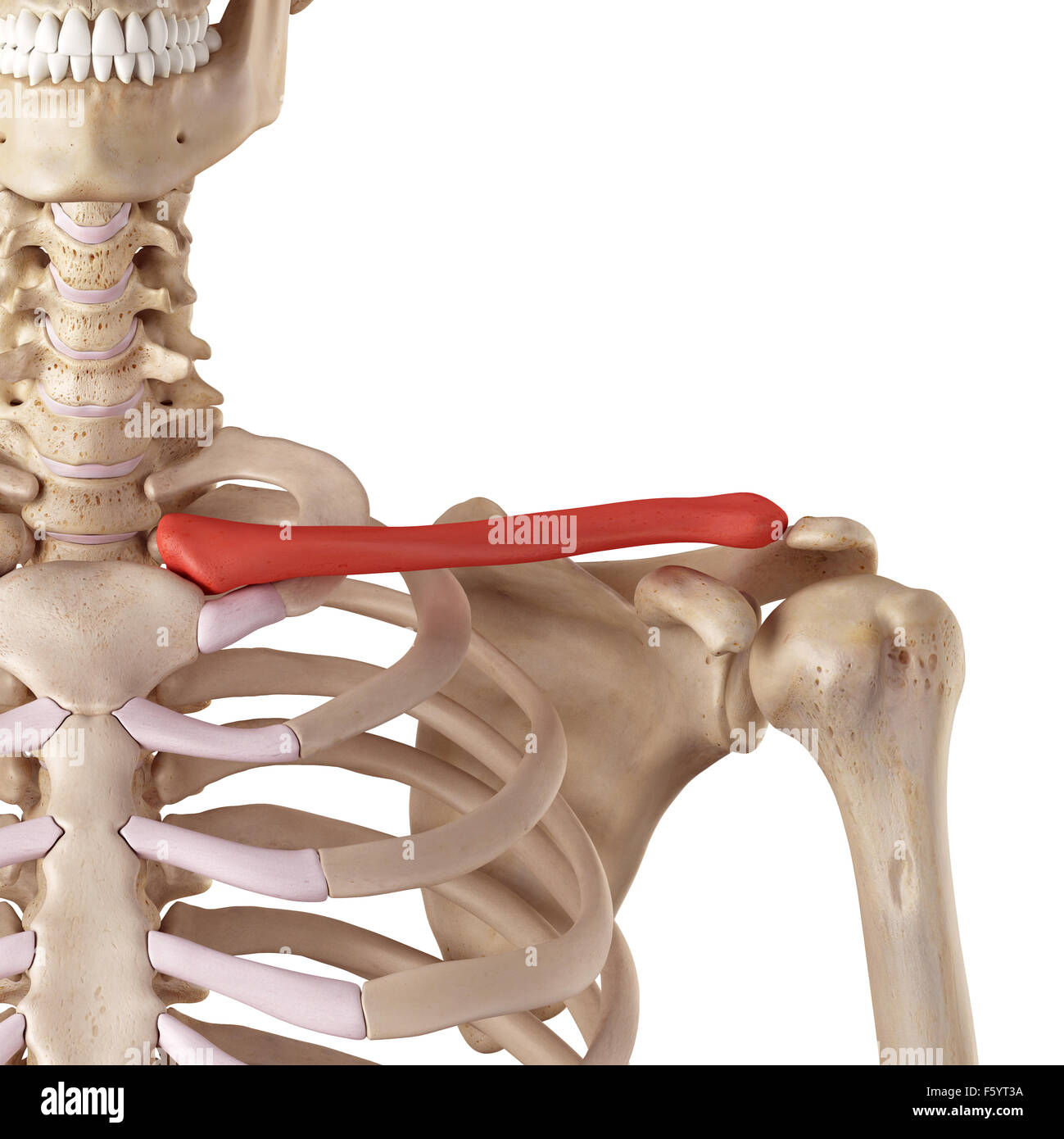 Anatomie de la clavicule Banque de photographies et d’images à haute ...