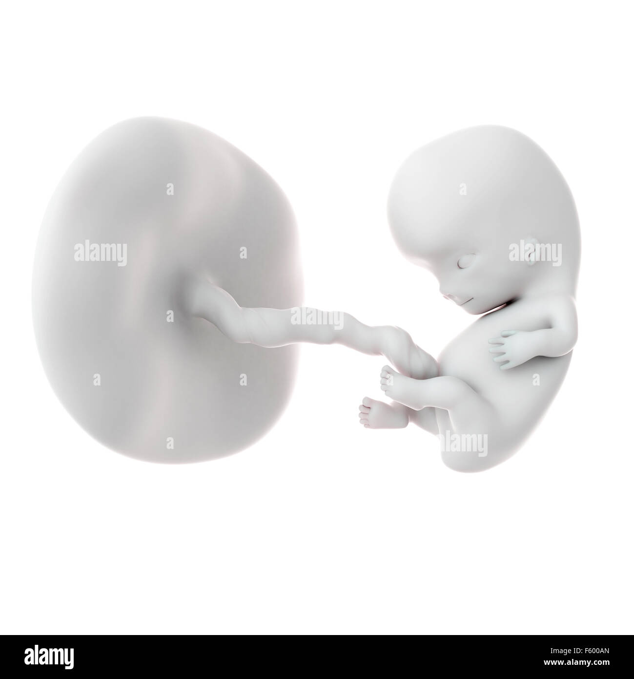 Illustration d'un précis sur le plan médical foetus semaine 9 Photo ...