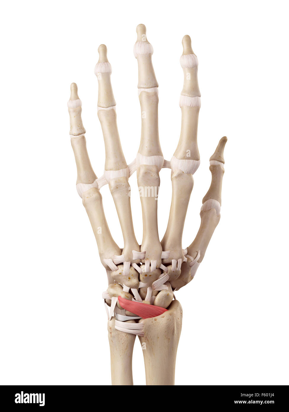 Ligament radiocarpien dorsal Banque de photographies et d’images à ...