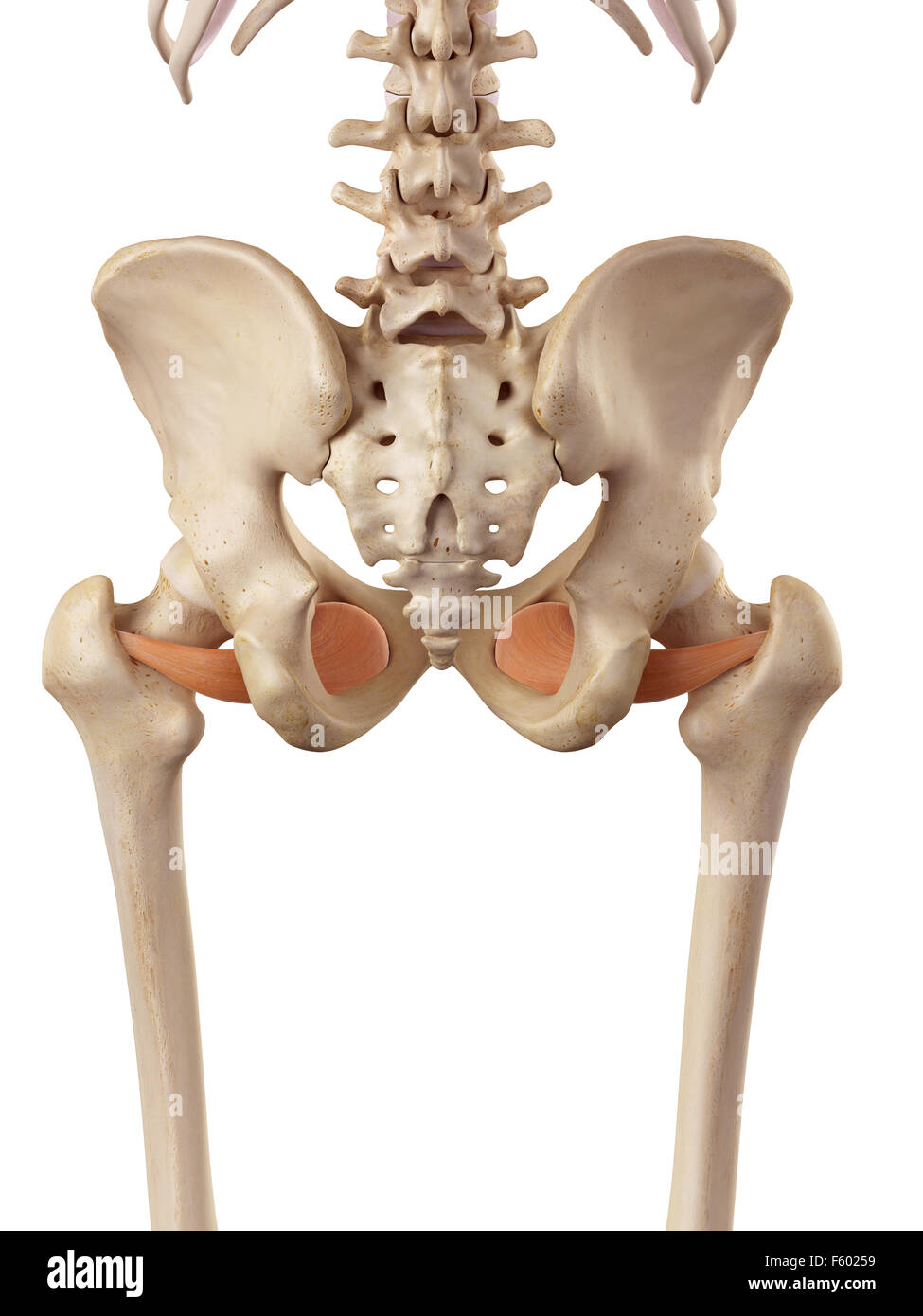 Muscle obturateur externe Banque de photographies et d’images à haute ...