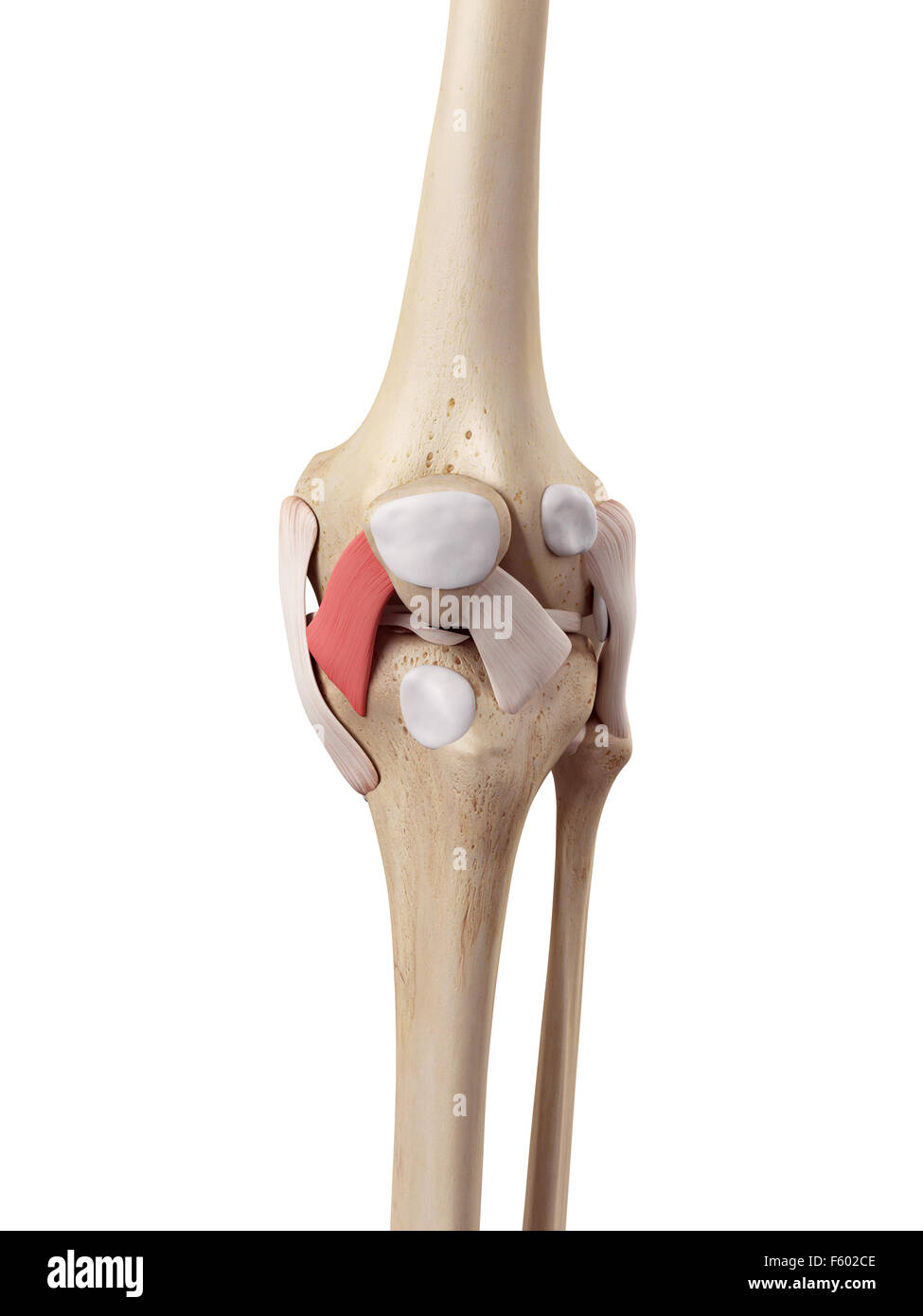 Medial patellar ligament Banque de photographies et d’images à haute ...
