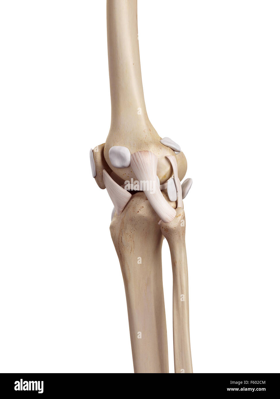 Précis de médecine de l'illustration des ligaments du genou Photo Stock ...