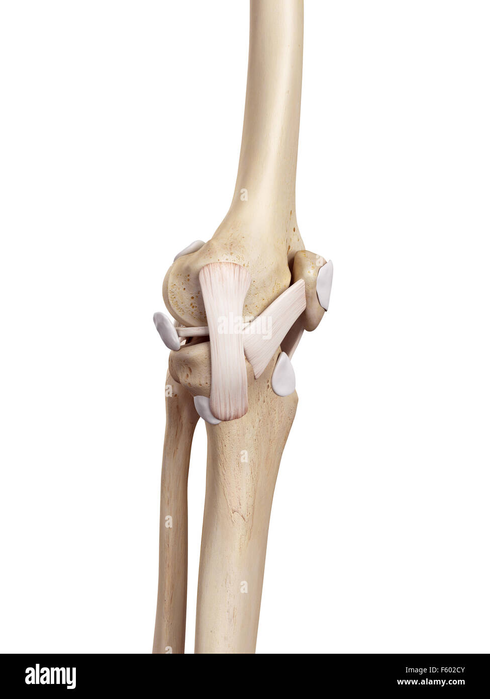 Précis de l'illustration médicale ligament du genou Photo Stock - Alamy