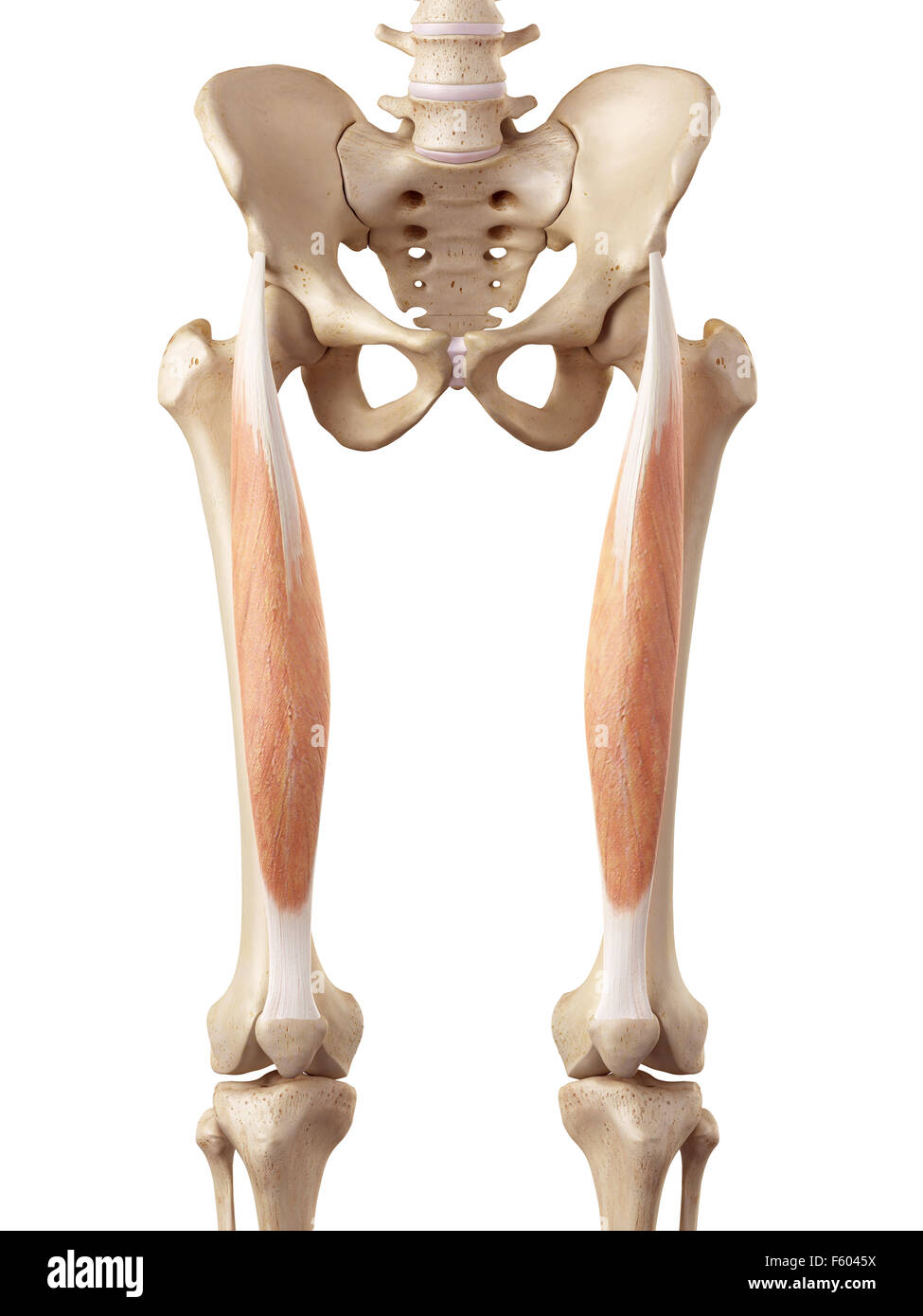 Rectus Femoris Banque d'image et photos - Alamy