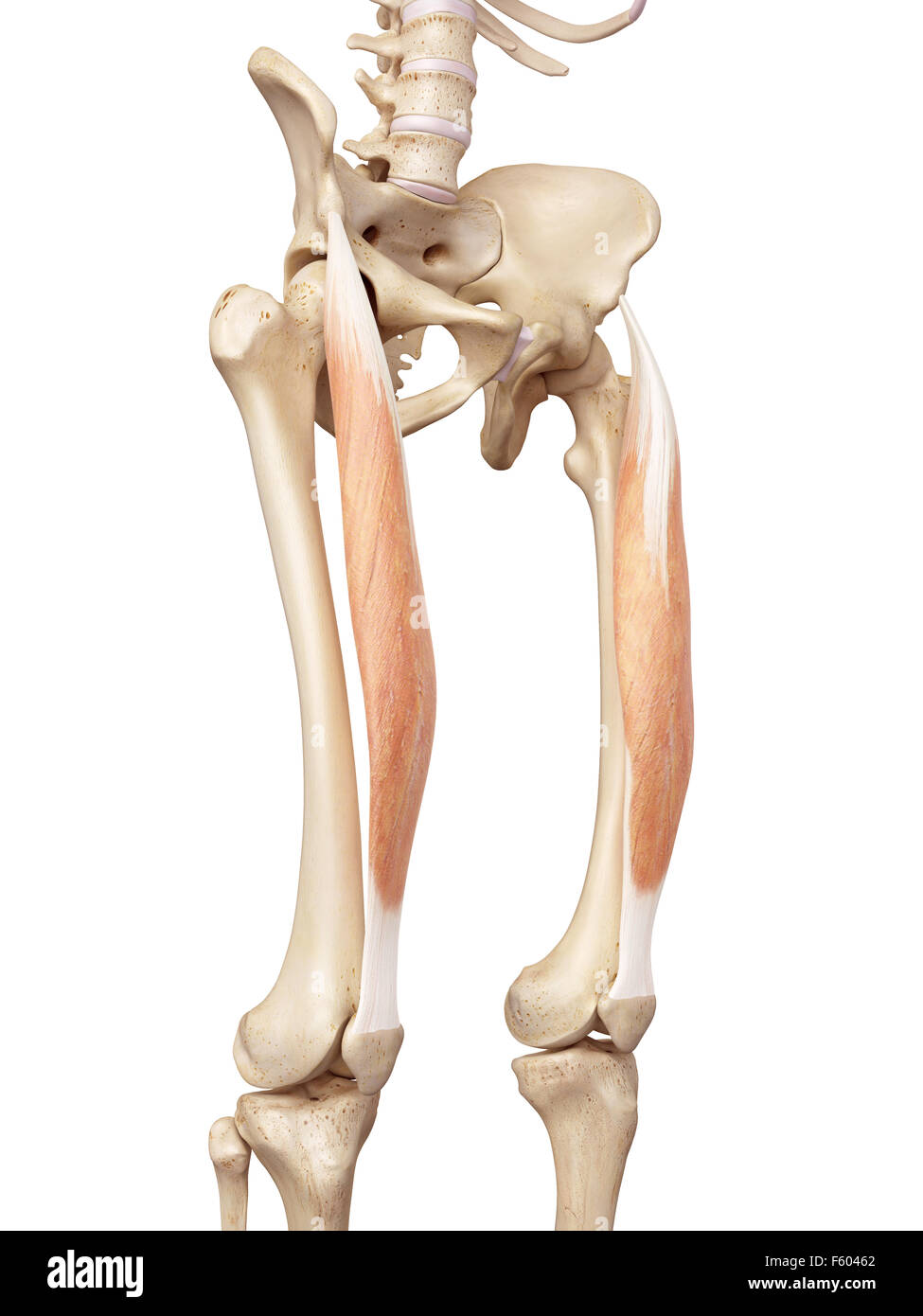 Précis de l'illustration médicale le rectus femoris Photo Stock - Alamy