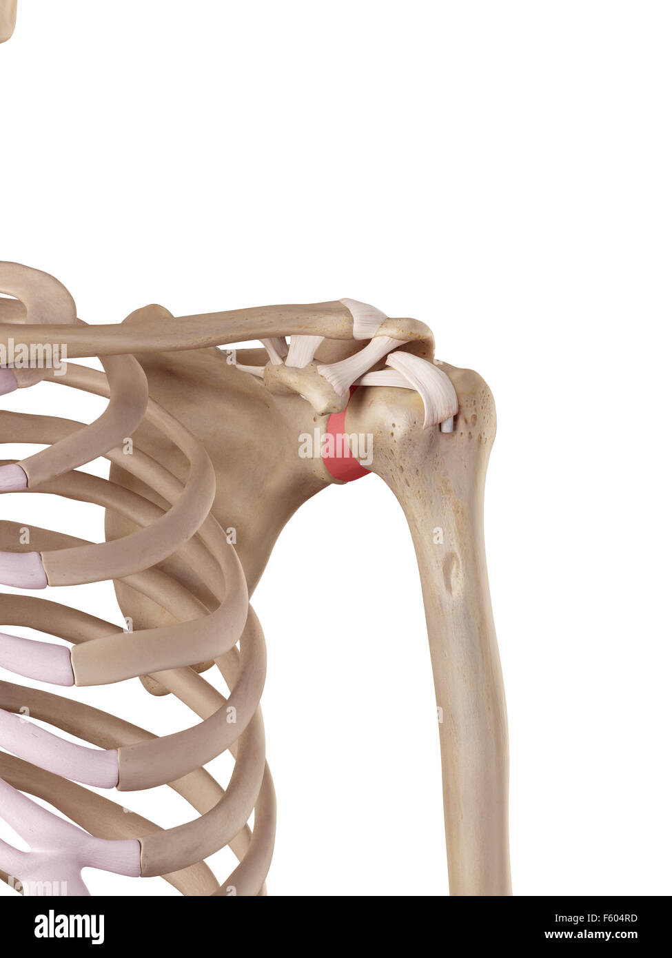 Précis de l'illustration médicale ligament gléno-humérale Photo Stock ...