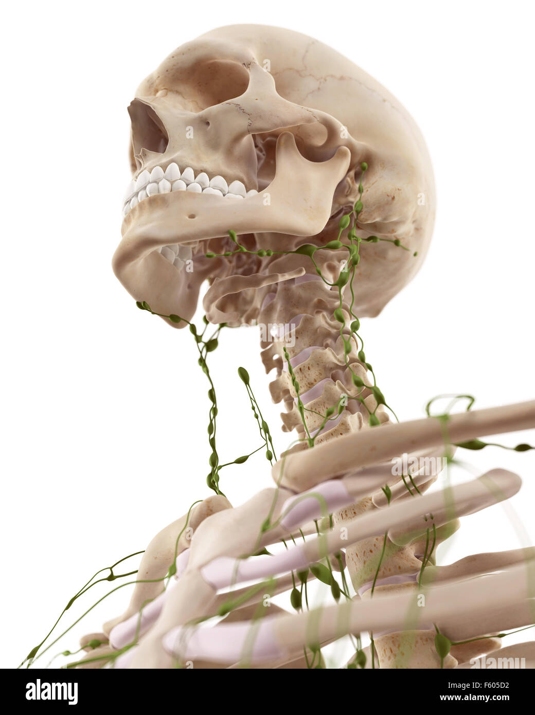 Ganglions lymphatiques Banque de photographies et d’images à haute ...