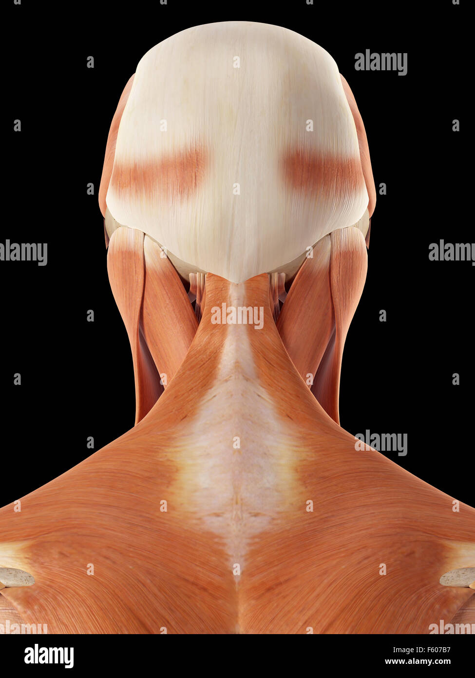 Muscles de la tête et du cou Banque de photographies et d’images à ...