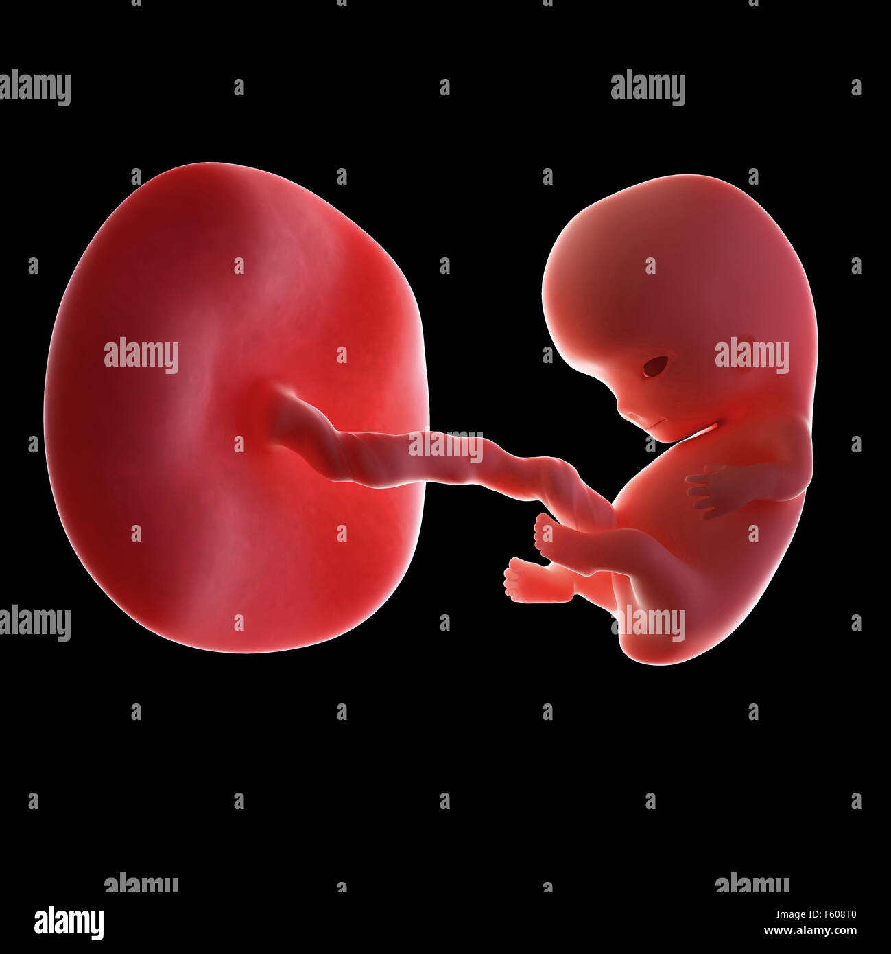 Semaine de grossesse 9 Banque de photographies et d’images à haute ...