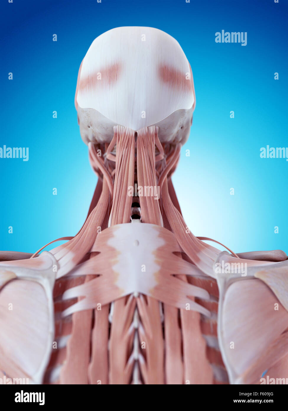 Anatomie cou Banque de photographies et d’images à haute résolution - Alamy