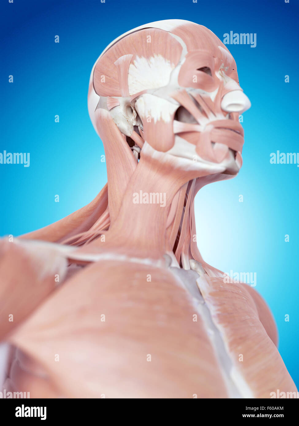 Nuque anatomie Banque de photographies et d’images à haute résolution ...