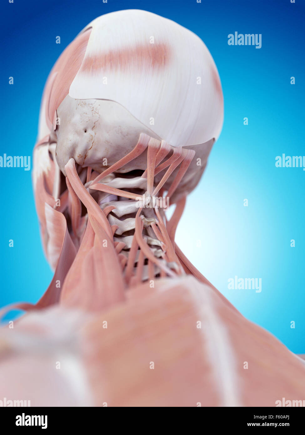 Os et muscles du cou humain Banque de photographies et d’images à haute ...