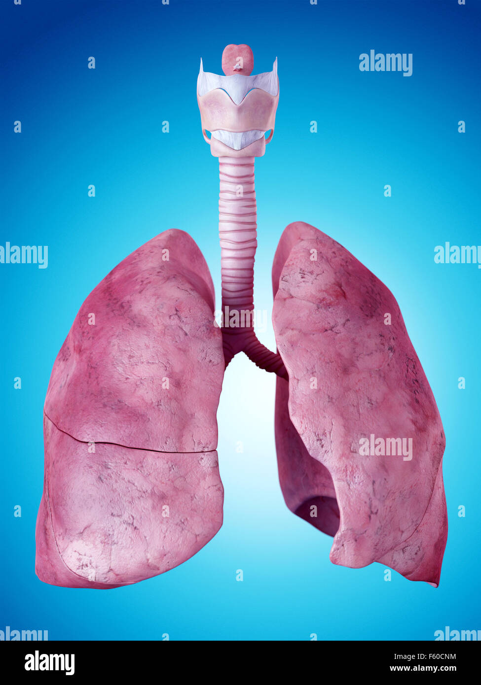 Anatomie pulmonaire Banque de photographies et d’images à haute ...