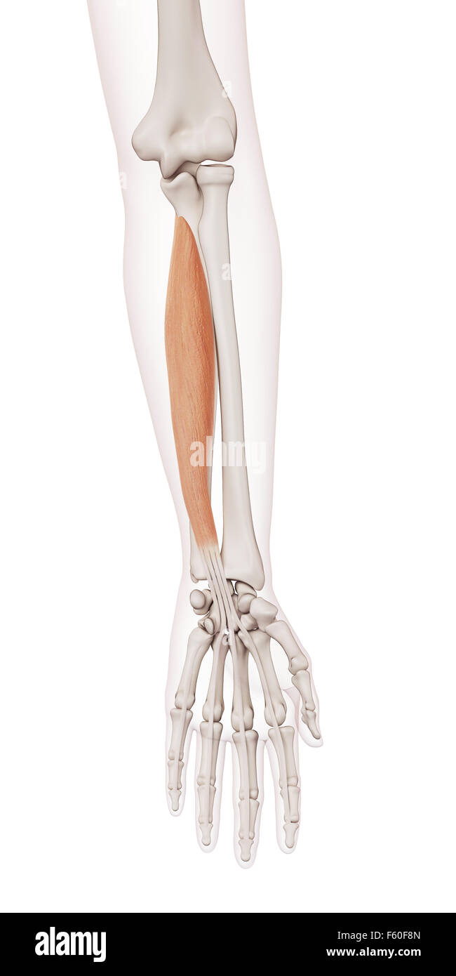 Flexor digitorum profundus muscle Banque de photographies et d’images à ...