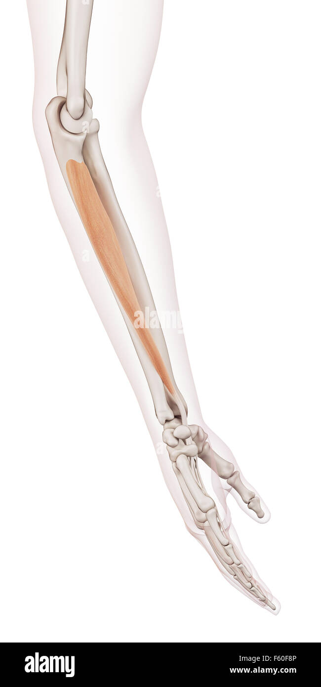 Muscle précis médicalement illustration de l'extensor digitorum ...