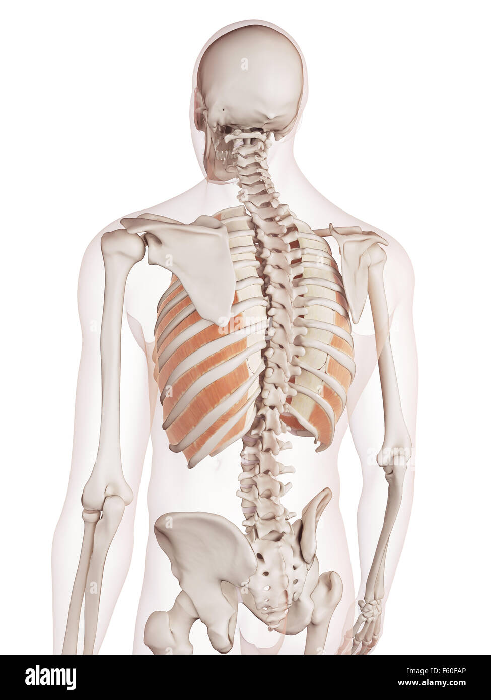 Muscle précis médicalement illustration de l'intérieur intercostaux ...