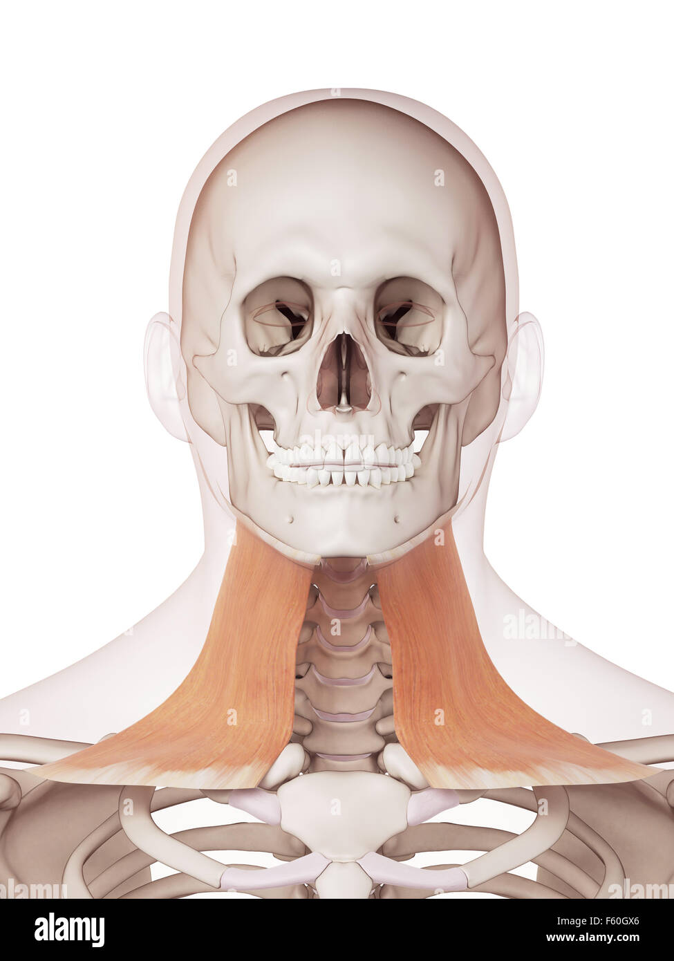 Platysma muscle Banque de photographies et d’images à haute résolution ...