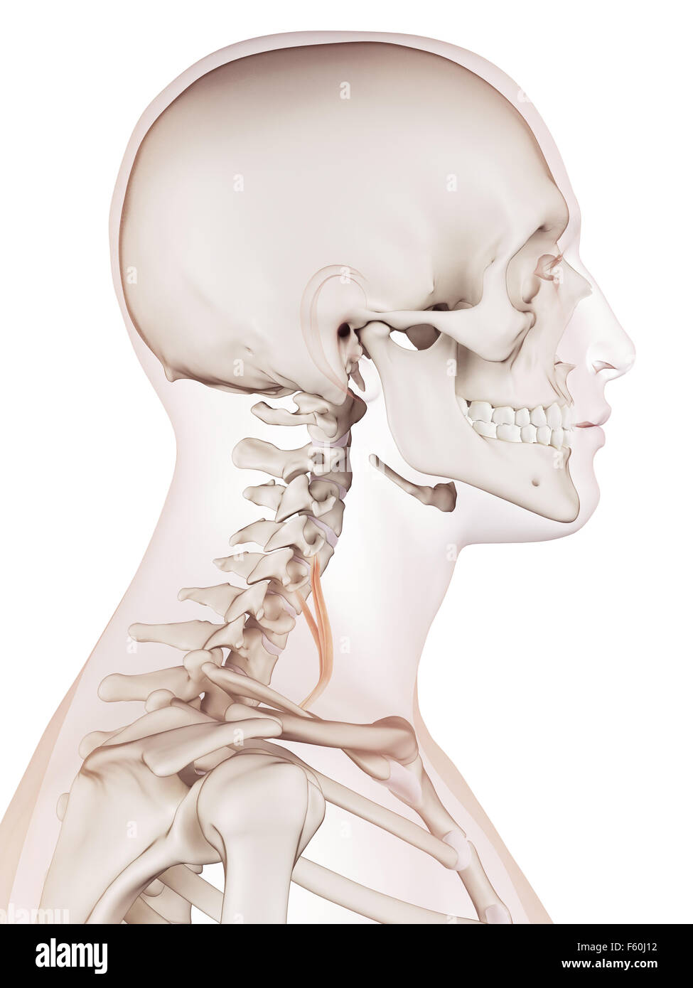 Scalène antérieur Banque de photographies et d’images à haute ...