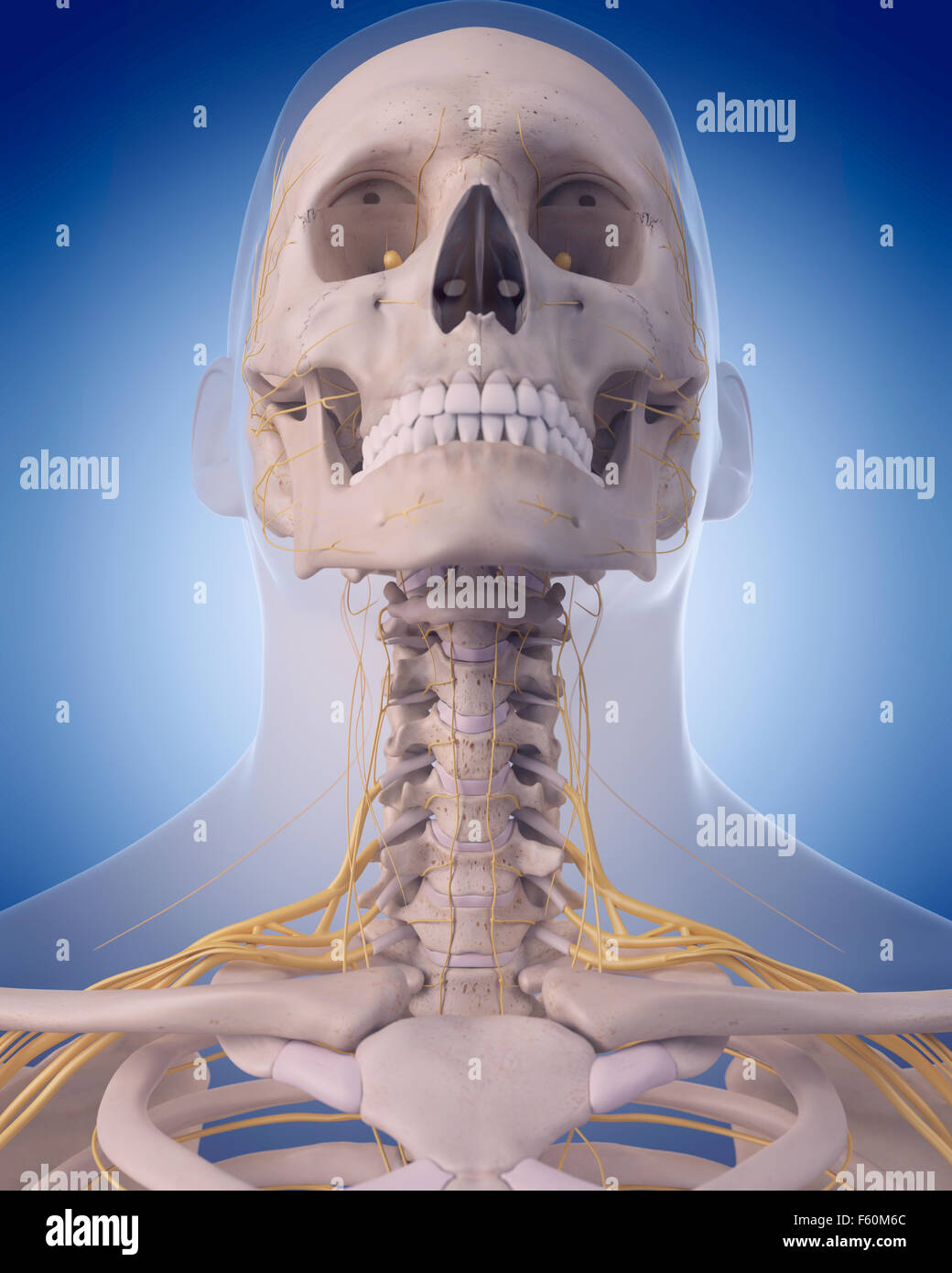 Anatomie du cou nerfs Banque de photographies et d’images à haute ...