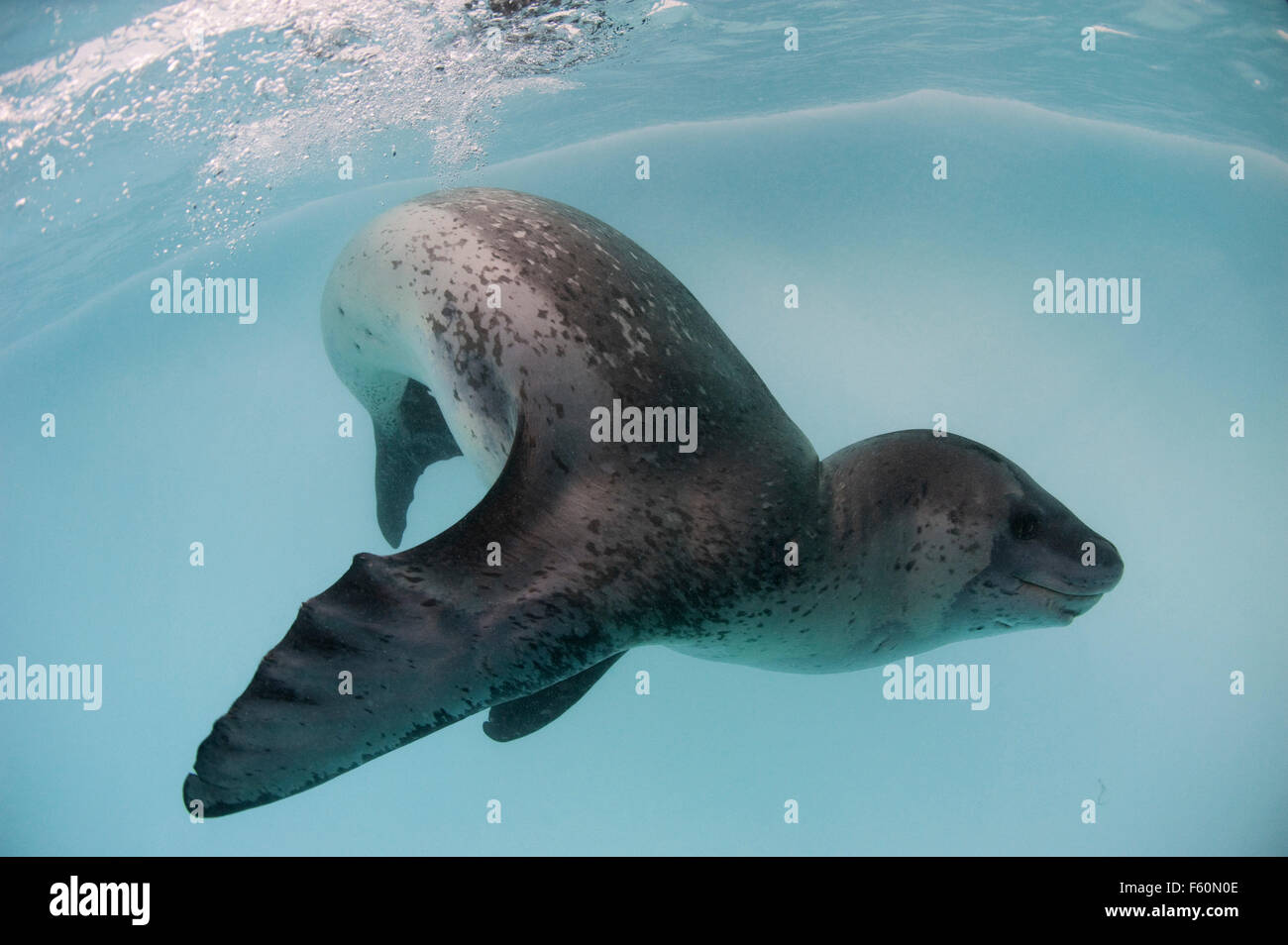 Leopard seal underwater Banque de photographies et d’images à haute ...