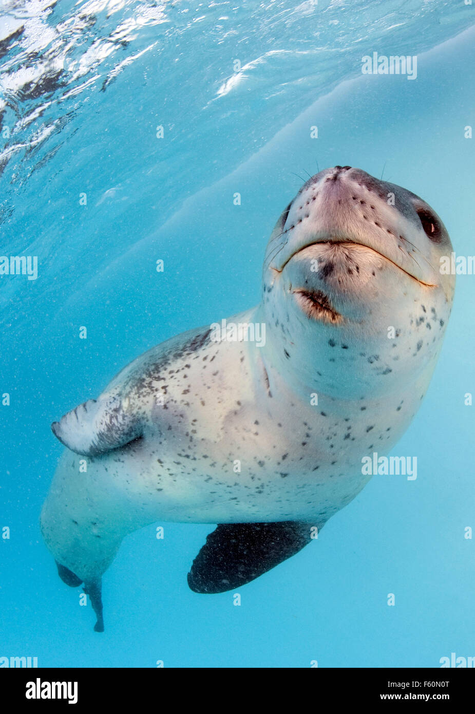 Leopard seal underwater Banque de photographies et d’images à haute ...