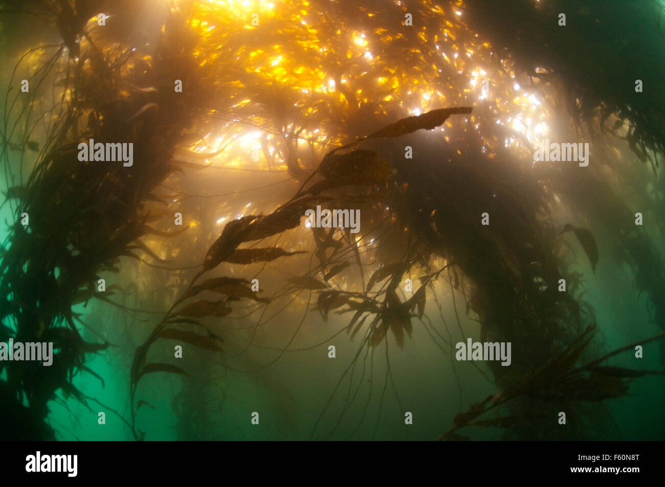 Varech orange Banque de photographies et d’images à haute résolution ...