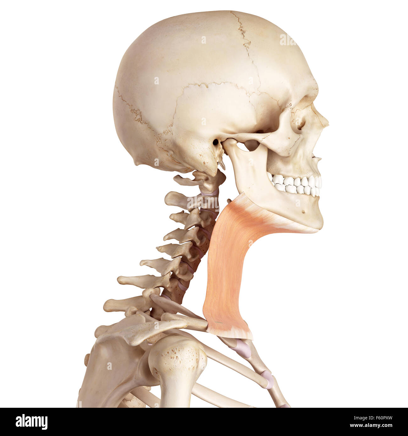 Muscle platysma Banque de photographies et d’images à haute résolution ...